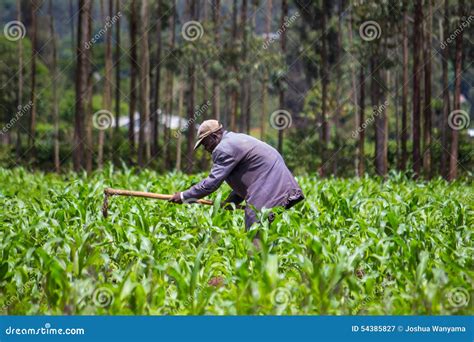 Two Worker Are Weeding Lawn In Public Garden Of Wuhan Editorial Image