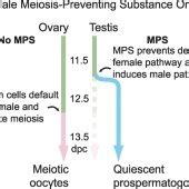 Potential Mechanisms For Germ Cell Sex Determination Schematic Diagram Download Scientific