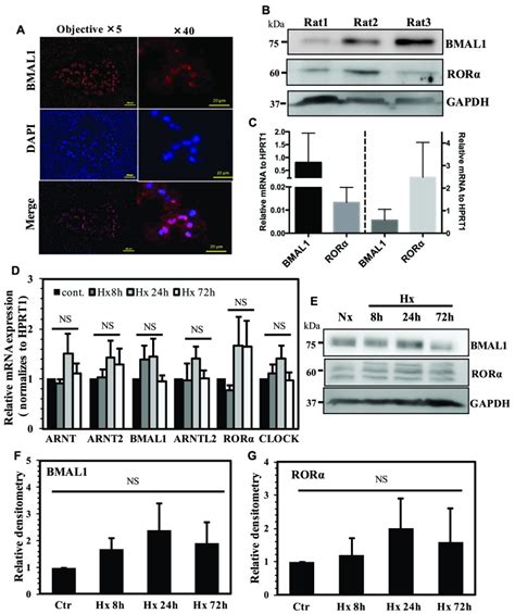 Circadian Factors Bmal1 And Rorα Control Hif 1α Transcriptional Activity In Nucleus Pulposus