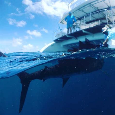 Best Places To Catch Sailfish The AdvenTourist