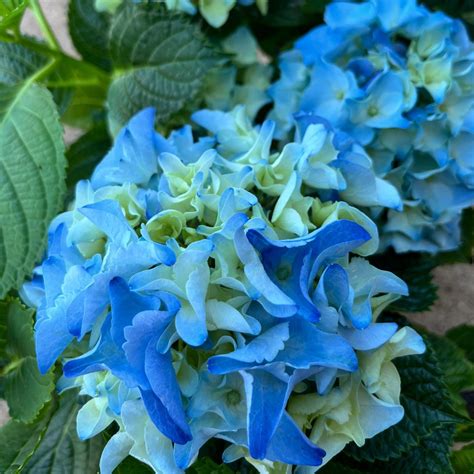Hydrangea Macrophylla Early®blue™ Lowensvlei Flower Farm