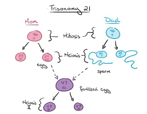 Chromosomes Genes And Dna The Biology Of Sex And Death Bio 1220