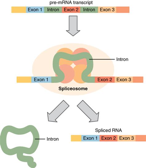 Protein Synthesis Anatomy And Physiology I