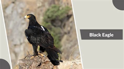 27 Eagle Types Identification Guide With Pictures