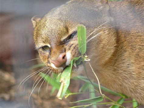 14 Amazing Adaptations That Help The Jaguarundi Survive