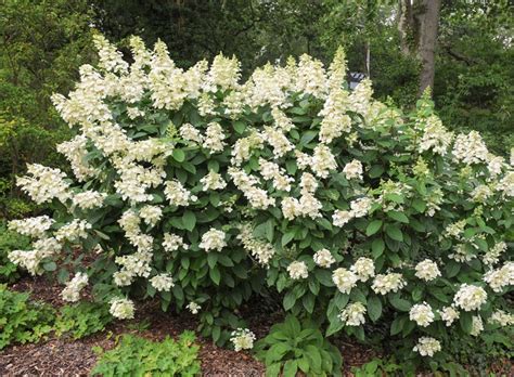 Panicle Hydrangeas A Growing And Care Guide Garden Design