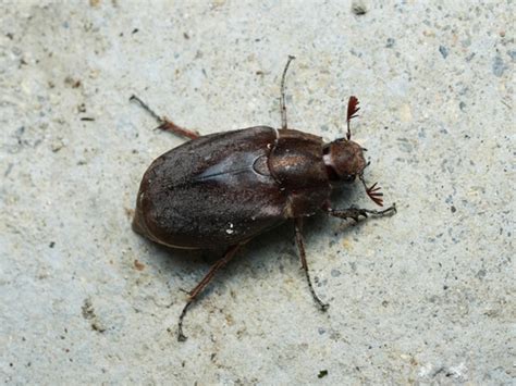 Tocama Laevipennis · Inaturalist