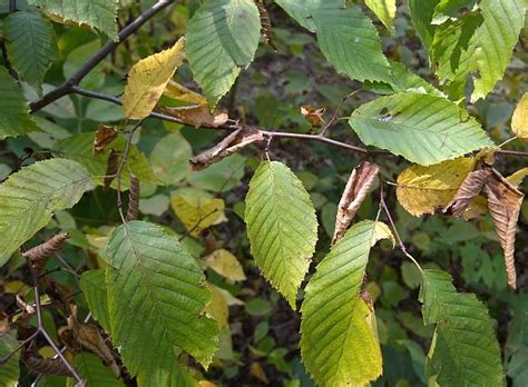 Sapling Id Elmhornbeametc Michigan Zone 6b Rtreeidentification