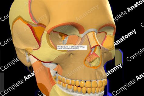 Orbital Surface Of Greater Wing Left Complete Anatomy