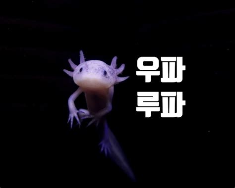 멕시코 도롱뇽 우파루파 더위먹다 네이버 블로그