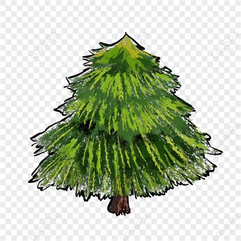키 큰 소나무 일러스트 클립 아트전나무대파 Png 일러스트 무료 다운로드 Lovepik
