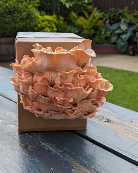 Yorkshire Mushroom Emporium