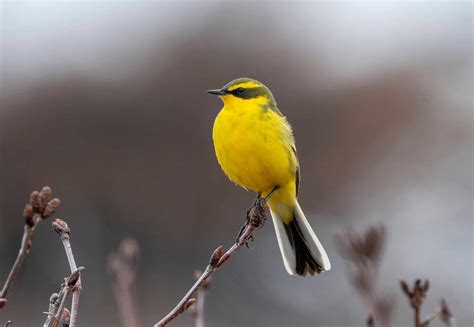 Yellow Color Birds Images