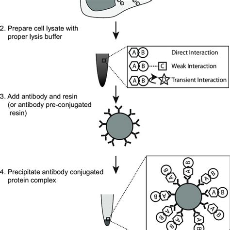 Pdf Analysis Of Proteinprotein Interaction By Co Ip In Human Cells