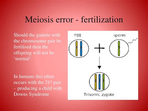 Ppt Understanding Chromosomes Dna And Meiosis A Comprehensive Guide Powerpoint Presentation