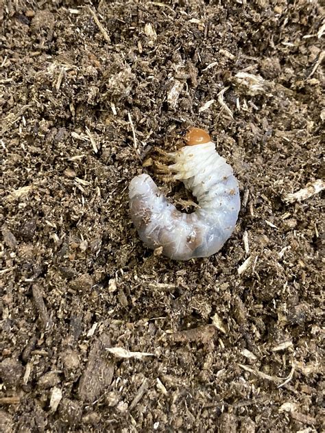 800菌糸ビンセットオオクワガタ幼虫 Rtn Online