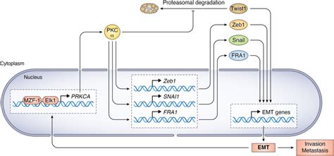 Protein Kinase C Signaling In” And To” The Nucleus Master Kinases In