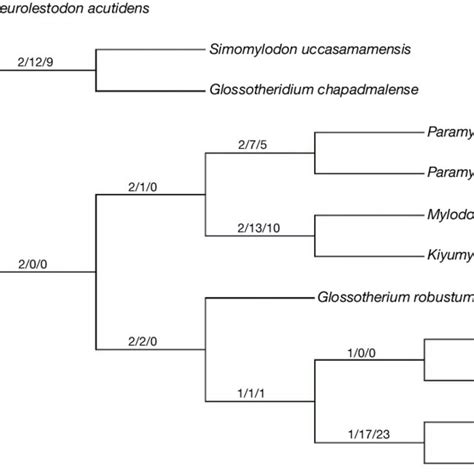 Single Most Parsimonious Tree Tree Length 1167 Steps Consistency
