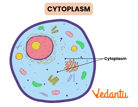 Cell Organelles Neet Guide Structure Types And Functions