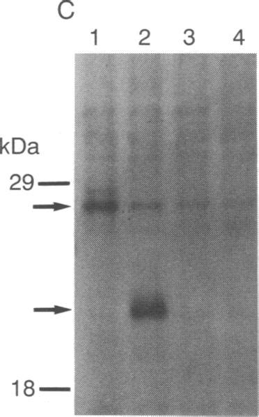 Htlv I X Region Expression In Human T Cell Lines Transformed By The