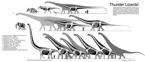 Supersaurus Vs Brachiosaurus