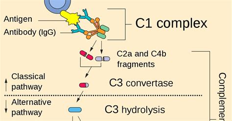 Lecture Notes In Medical Technology The Complement System