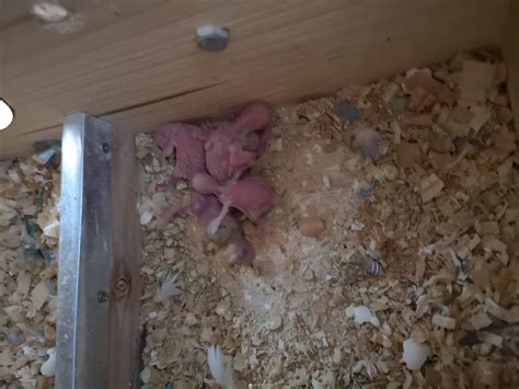 家养大头虎皮鹦鹉幼崽刚开始长毛正是可以当手玩养的时候 花鸟虫鱼 桂林分类信息 桂林二手市场