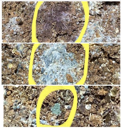 Spores Bruising Trichoderma In Order R Contamfam