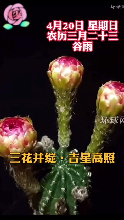 三花并绽，吉星高照！今天是农历三月二十三，新的一天，祝愿您和家人事事顺心，幸福安康 🌸🌸🌸 Fa Xin Lim Facebook