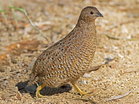 Download A Quail In Its Natural Habitat
