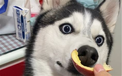 帮我看下一千买的二哈纯不纯 哔哩哔哩