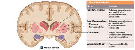 Brain Structure And Function Cerebrum Part 3 Brain Structure Structure And Function Brain