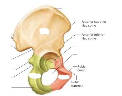 Chs Right Hip Bone Diagram — Printable Worksheet