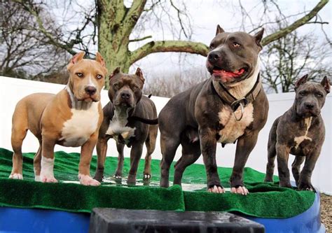 Pit Bull Germany - 150 JAHRE KINDERHÜTER ! Wußtet Ihr eigentlich, dass ...