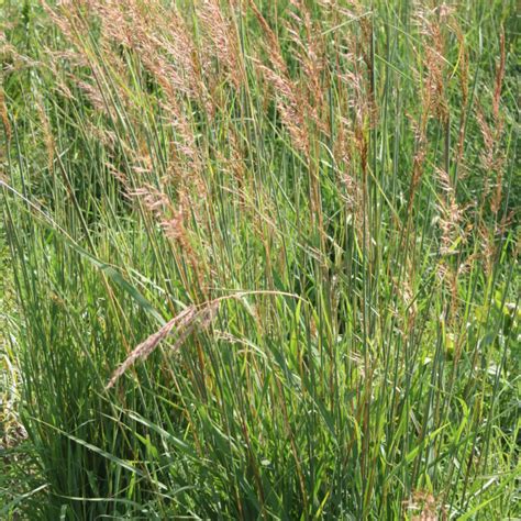 Sorghastrum Nutans Blue Thumb