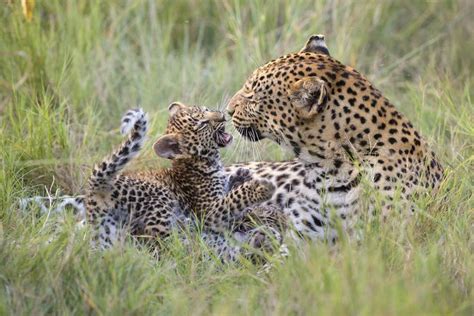 Leopard Cub Suzi Eszterhas Photography Wilderness