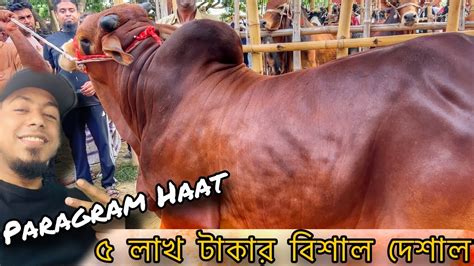 পারাগ্রাম হাটের ৫ লাখ টাকার বিশাল বড় শাহিওয়াল শোডাউন । মাশআল্লাহ The Home Of Goru Lovers