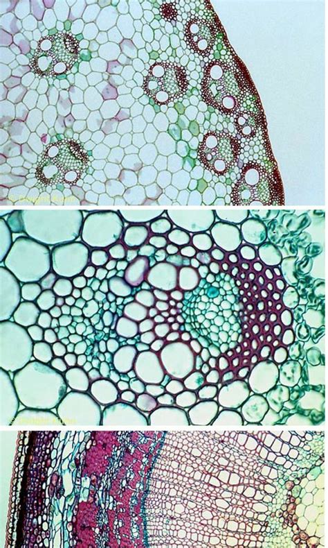 Cellule Microscope Microscopes