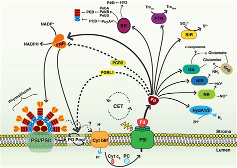 Global Interaction Of Ferredoxin Cartoon Model Showing The Global