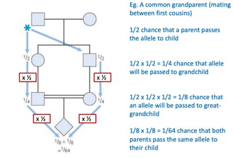 Inheritance Patterns Flashcards Quizlet