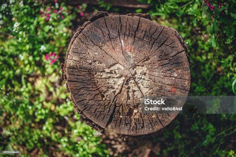컷 아웃 나무 그루터기와 신선한 녹색 잔디 숲속의 나무 줄기 0명에 대한 스톡 사진 및 기타 이미지 0명 갈색 거친 Istock