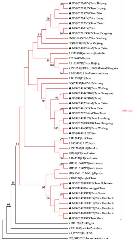 Maximum Likelihood Ml Phylogenetic Tree Constructed With Mega7 Using