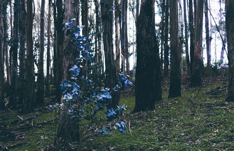 图片素材 性质 荒野 厂 落后 草地 阳光 花 秋季 季节 云杉 落叶 树林 林地 栖息地 生态系统 生物群落 老生长森林 自然环境 地理特征 木本