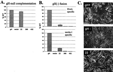 Examination Of Gh Functions A Gh Null Virus Complementation Was