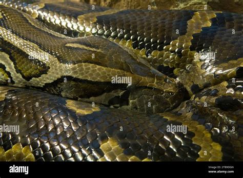 Detailed Close Up Of The Head And Skin Of A Burmese Python Python Molarus Bivittatus Salina