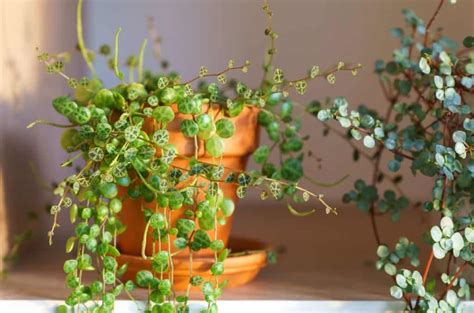 String Of Turtles Plant Peperomia Prostrata Ultimate Care Guide Garden Biology