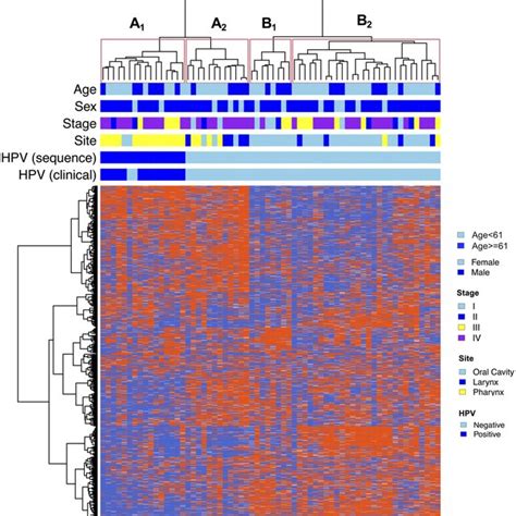 Unsupervised Hierarchical Clustering Separates Pdxs By Hpv Status And
