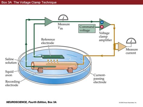 Lecture 5 Chp 4 And 5 Action Potential And Synaptic Transition Flashcards Quizlet