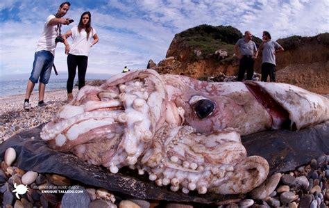 School Bus Size Giant Squid May Be Lurking Deep In The Sea Live Science