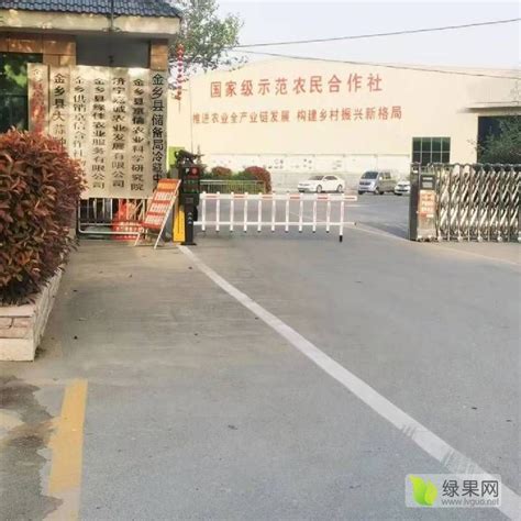 山东省济宁市金乡县储洋葱大蒜通知洋葱价格行情蔬菜商情网